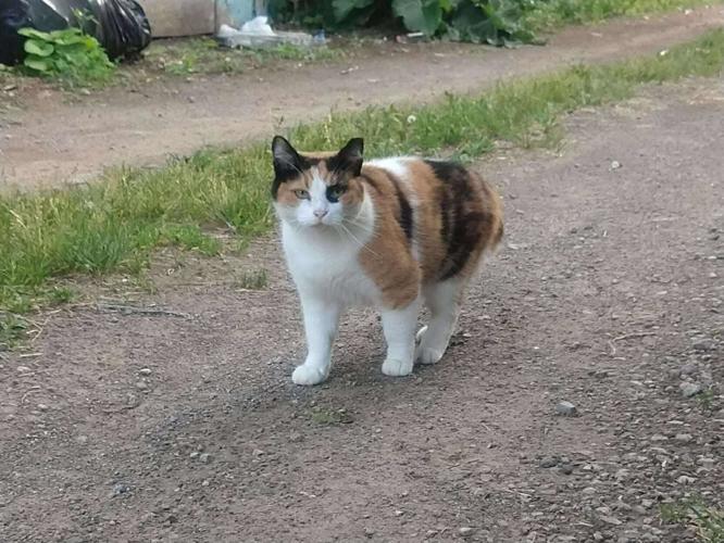 Pet surrenders rise in Hamilton amid affordability crisis