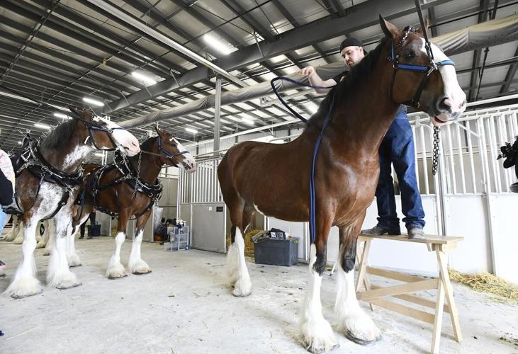 Majestic horse show in Ancaster