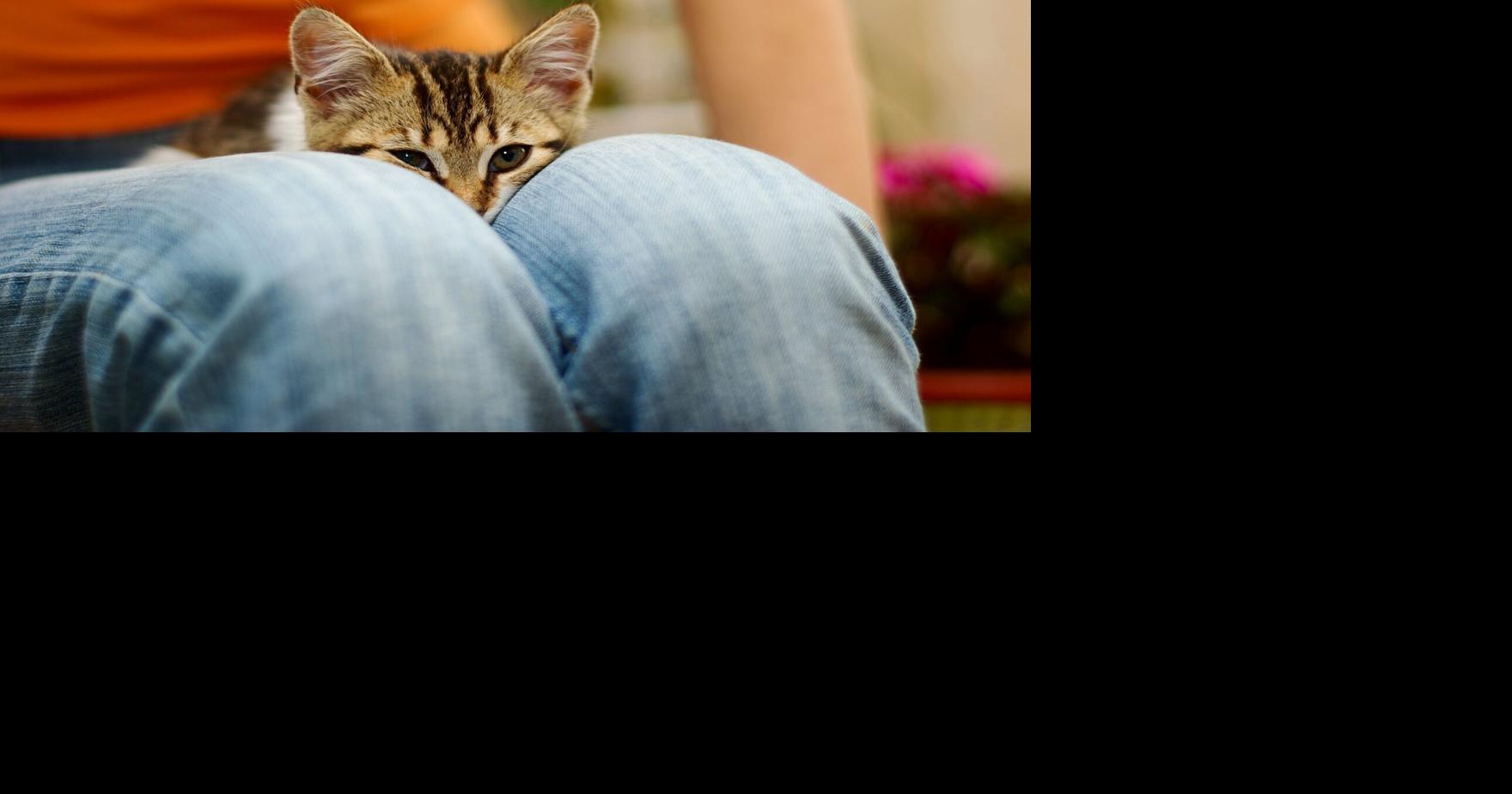 What owning a cat does to your brain (and theirs)