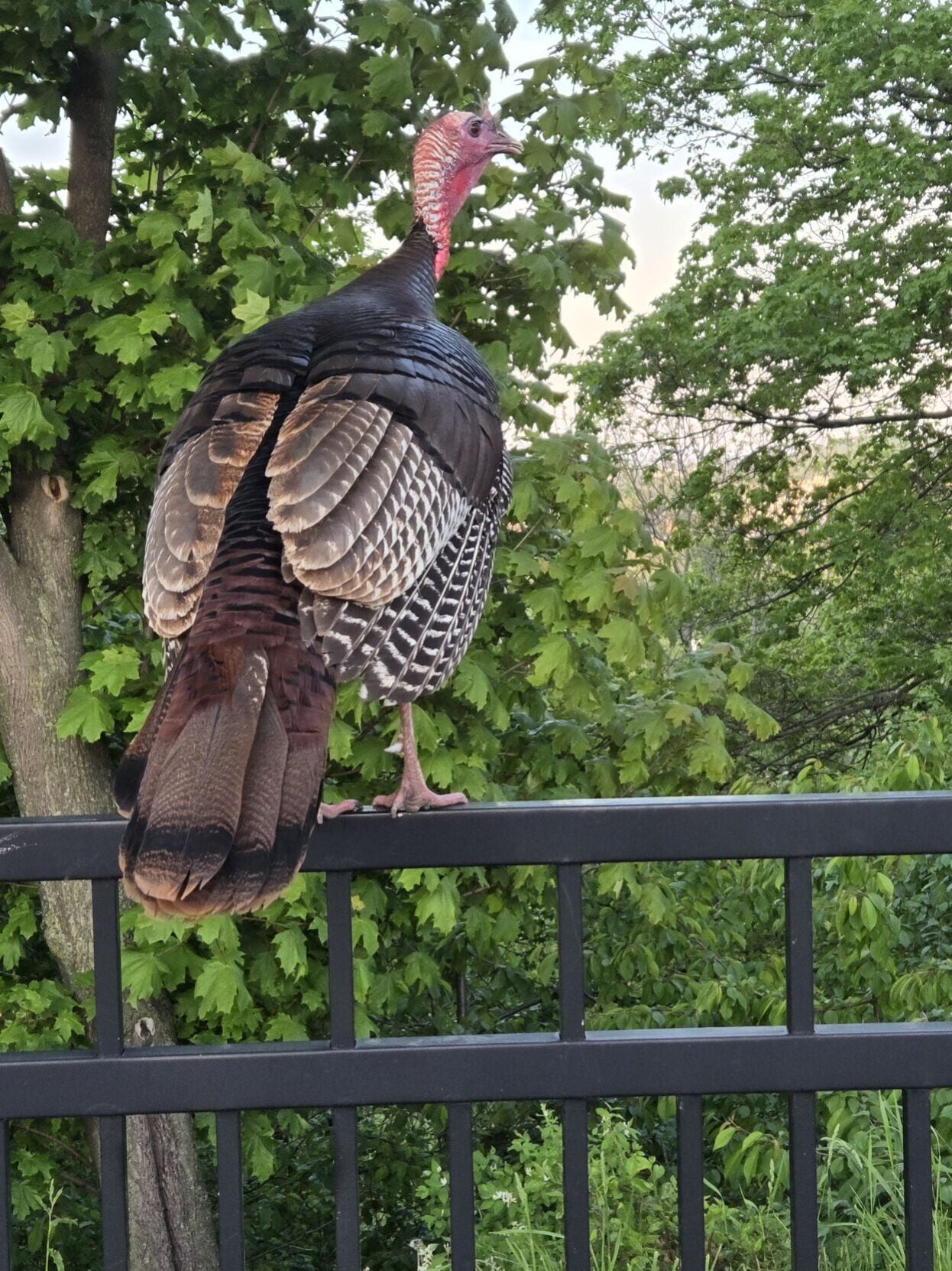 Urban turkeys common in Hamilton after conservation campaign