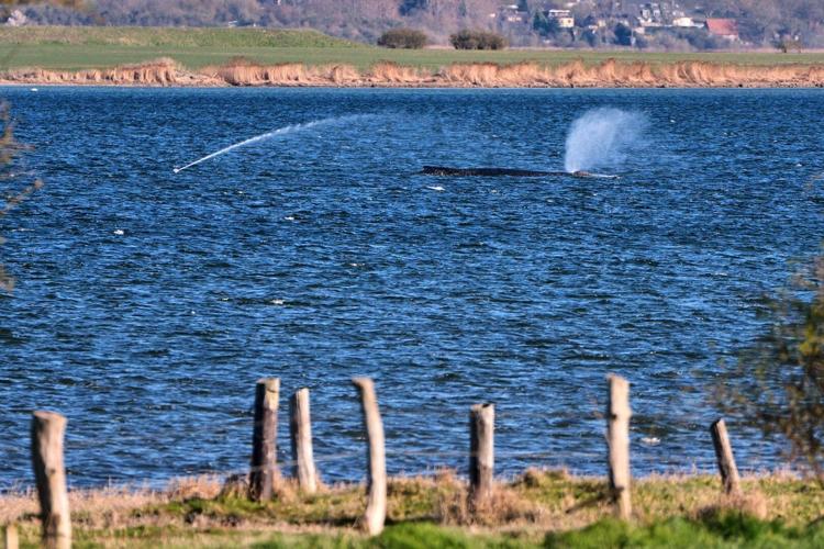 German rescuers plan to use air cushions to save Timmy the stranded whale
