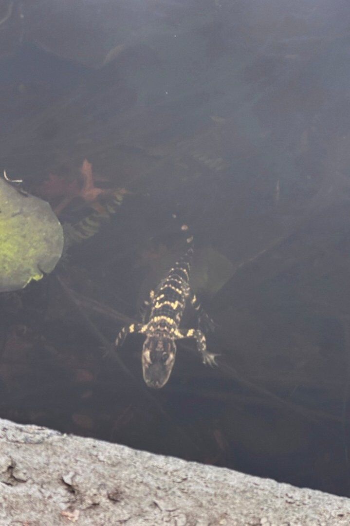 Small alligator rescued in Boston after slithering into the city's ...