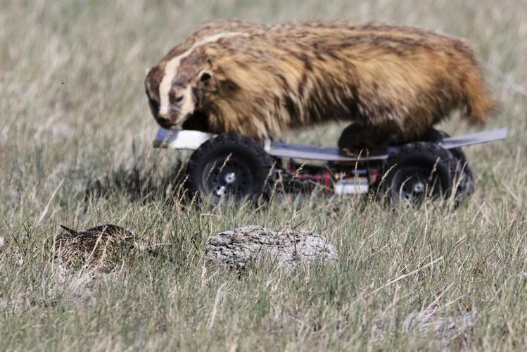 A grassland bird eavesdrops on prairie dog calls to keep itself safe ...
