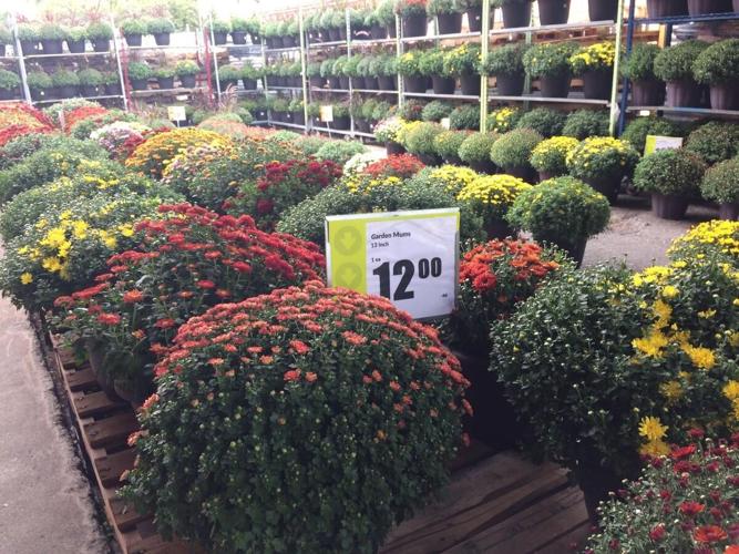 Five places to get brilliant fall mums in the Hamilton area