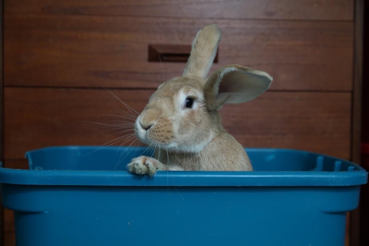 Bunny groomer sees her business boom in the GTA