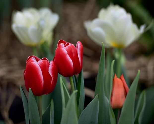 Spring Tide Bulb Show at Gage Park welcomes the season