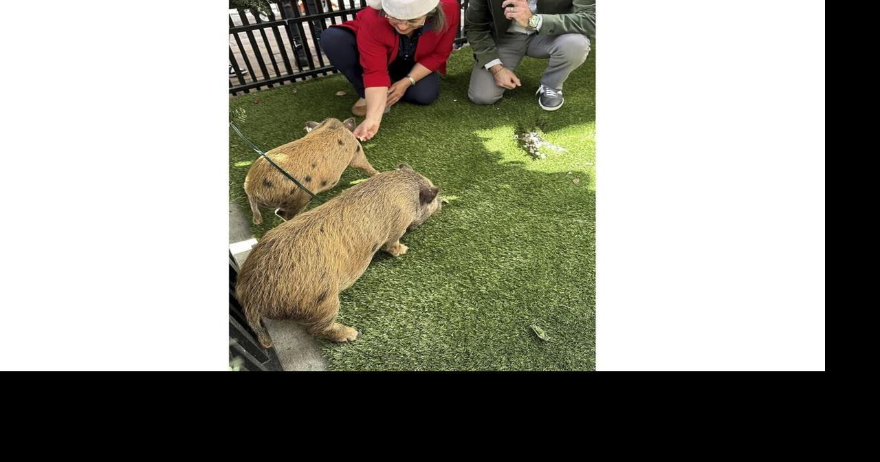 Baby pigs get Christmas pardon from Florida mayor in a Cuban twist on ...