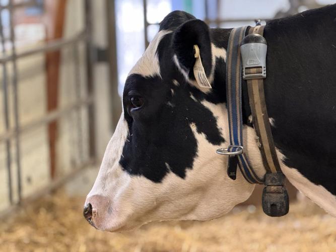 Talking cows? N.S. researchers think they are getting closer to ...