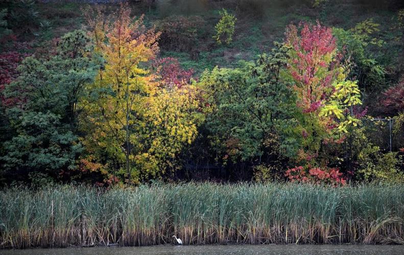 Seven great spots to see fall colours in Hamilton