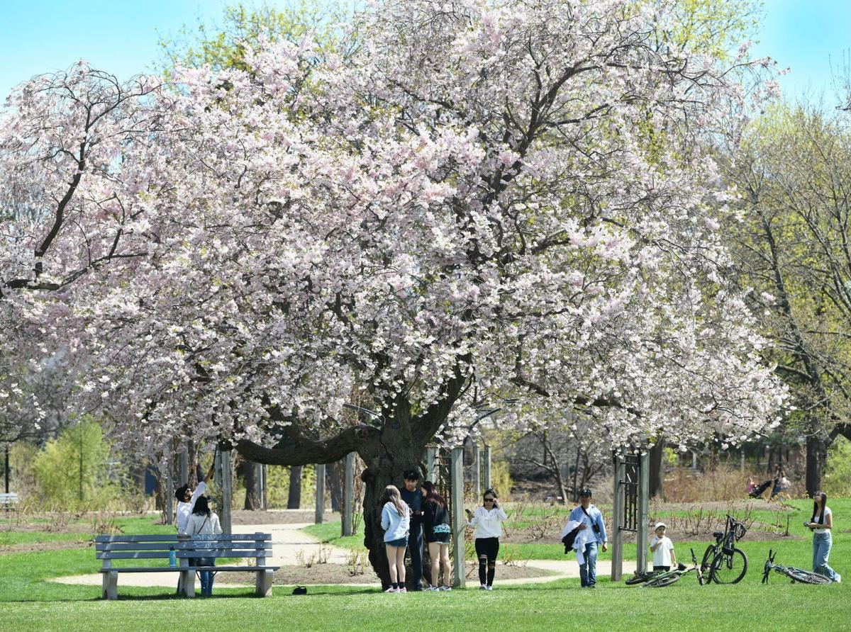 Catch short-lived Hamilton cherry blossom and magnolia bloom