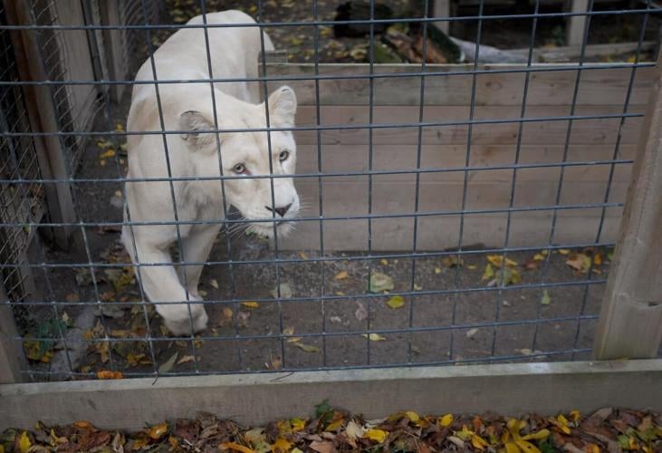 Killman Zoo owners respond to critical report