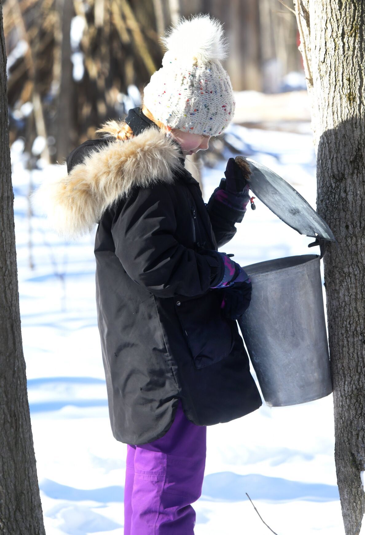 Hamilton area maple syrup festivals and events