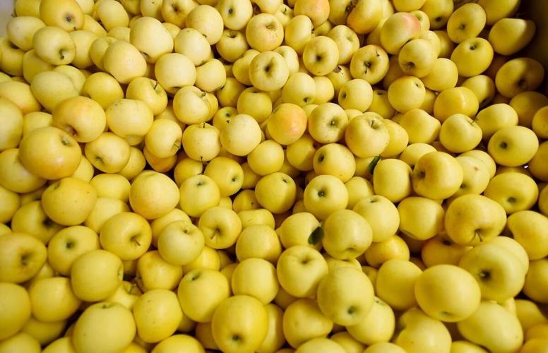 Apples aplenty in Norfolk County: Yields up 15 to 18 per cent over last ...