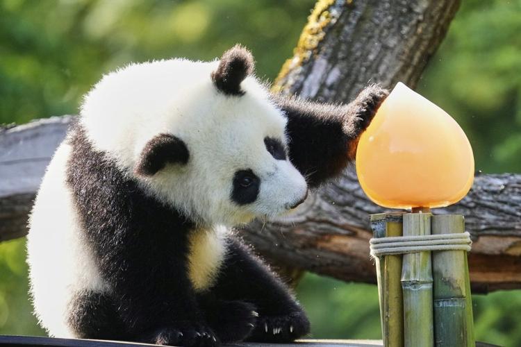Berlin's newest panda twins, Leni and Lotti, celebrate their 1st birthday