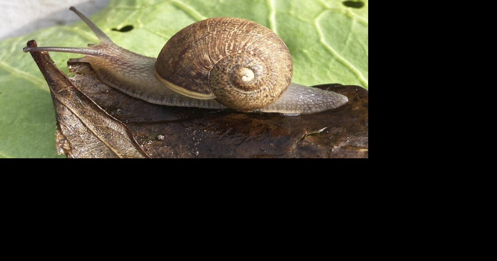 Ned is a perfectly nice snail, but a rare shell means a doomed love life