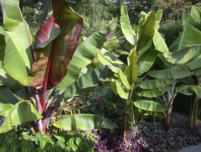 How to help your tropical plants survive the winter blues
