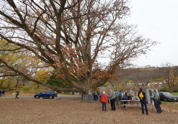 Augmented reality tour helps Hamilton residents ‘meet the trees’ in the ...