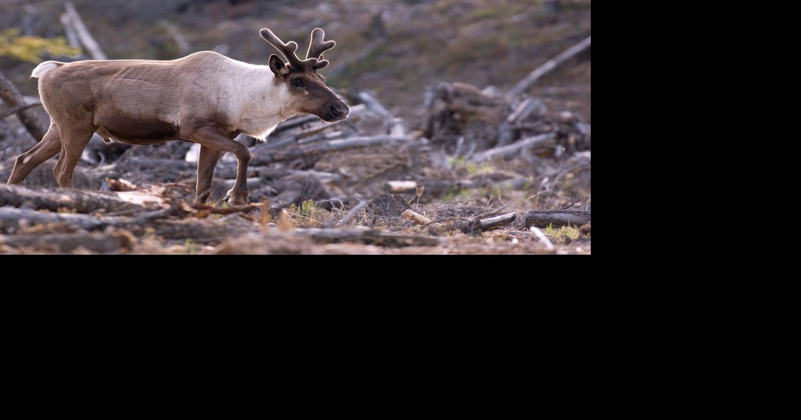 Wilderness groups slam provincial approach to caribou habitat protection