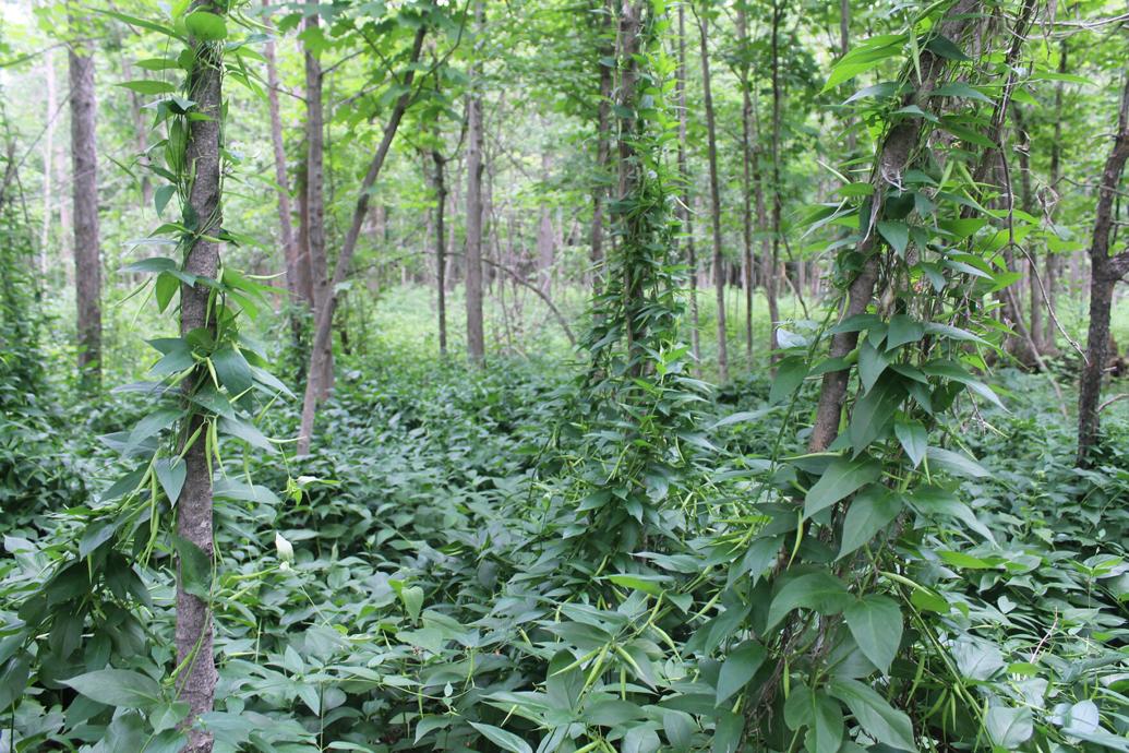 Invasive vine sheds seeds across southern Ontario