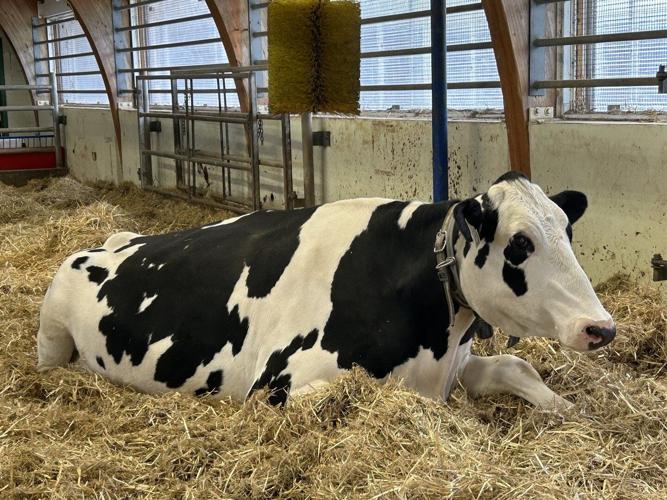 Talking cows? N.S. researchers think they are getting closer to ...