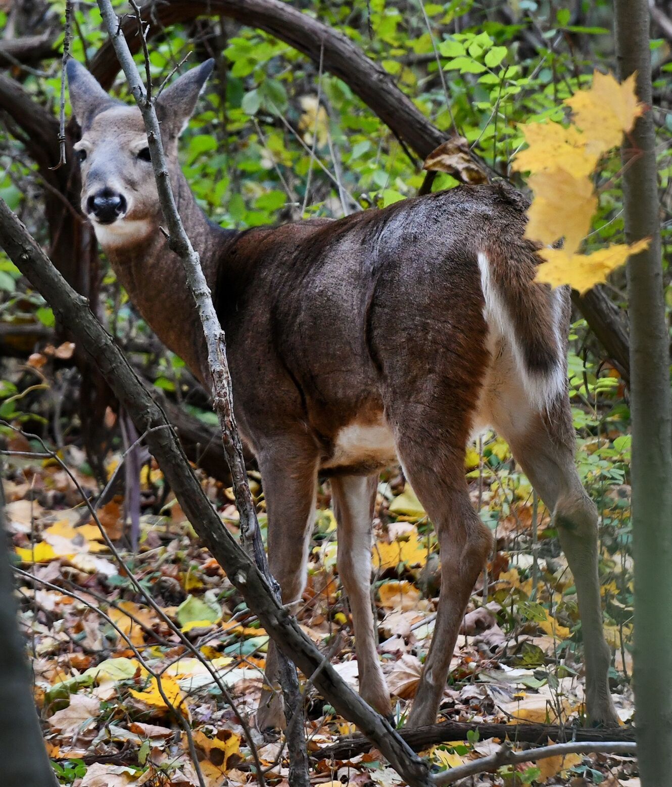 Annual Haudenosaunee deer harvest begins Nov. 3
