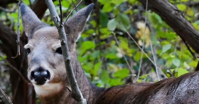 Annual Haudenosaunee deer harvest begins Nov. 3