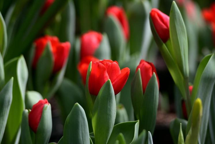Spring Tide Bulb Show at Gage Park welcomes the season