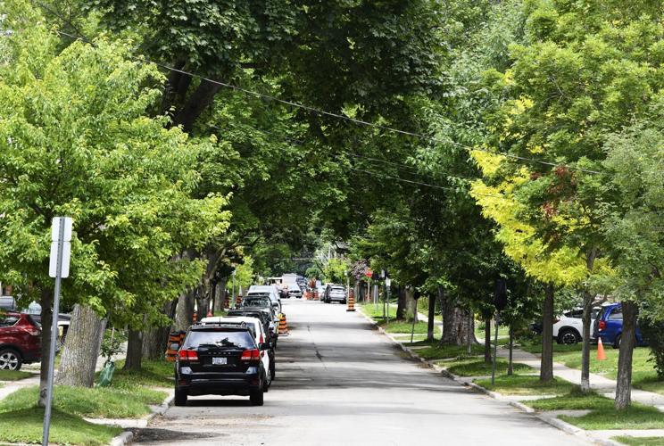 Why is the city choosing open spaces over trees?