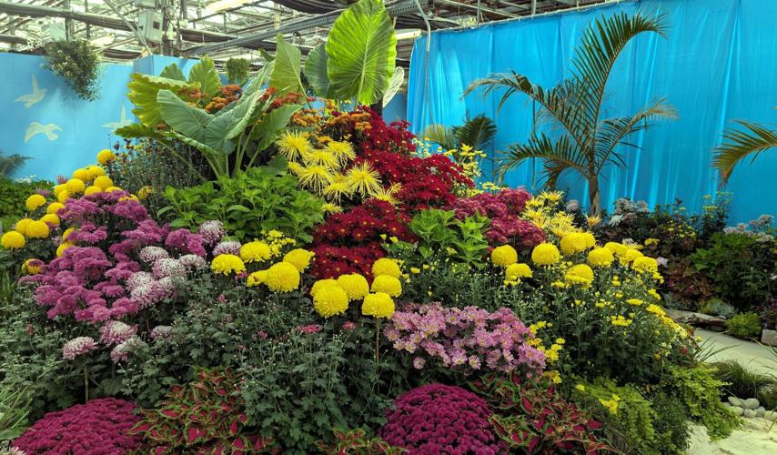 Dive into the mum show