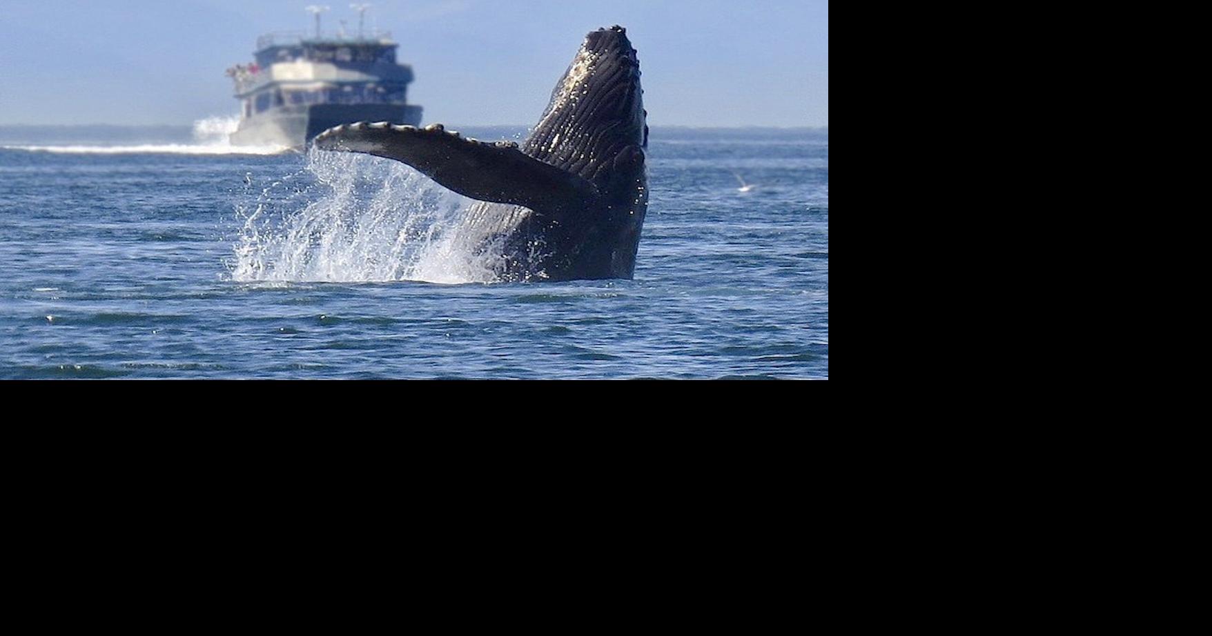 Canadian and US regulations are at odds in the Salish Sea, and whales ...