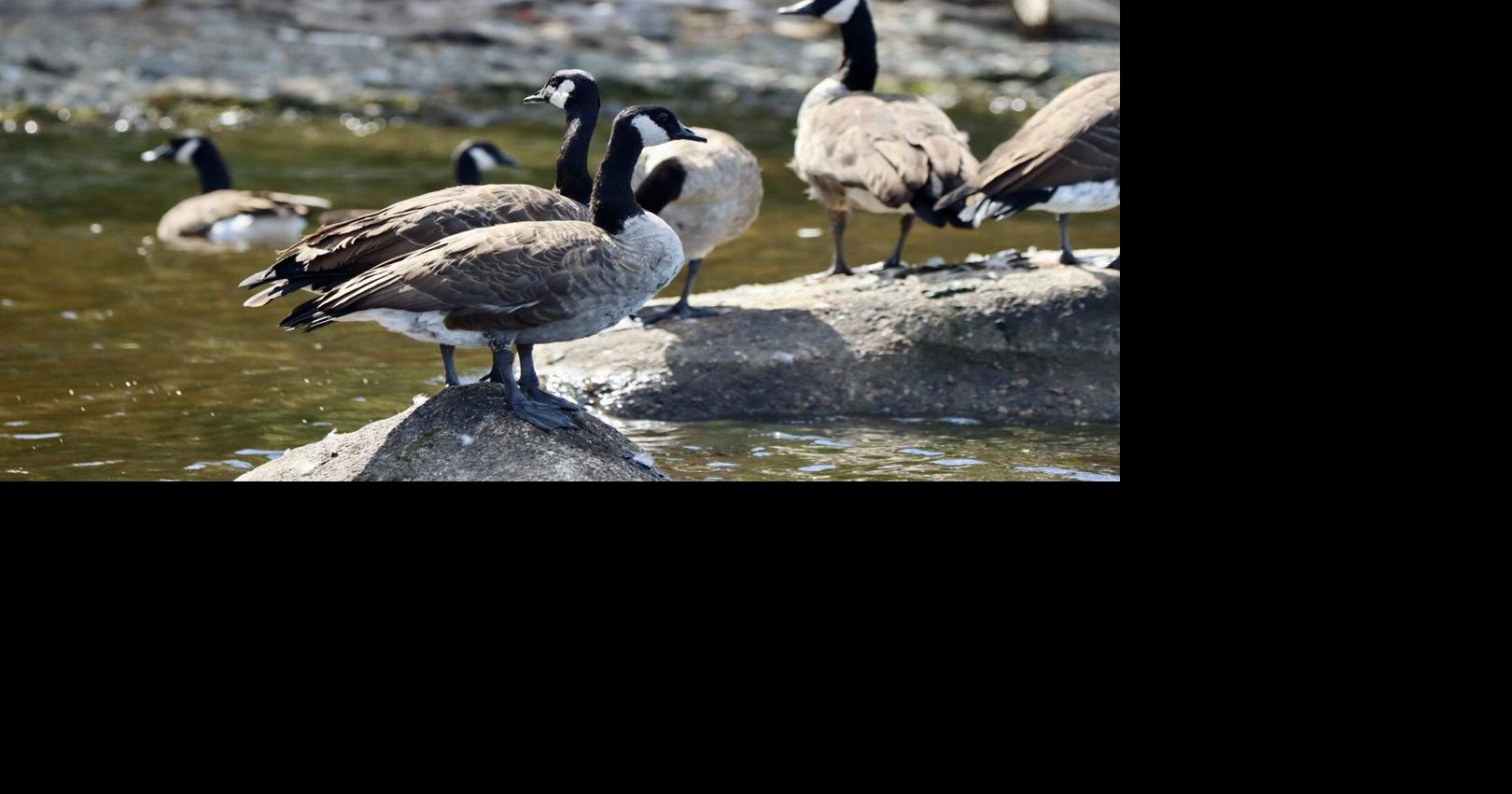 Canadian geese feces issue on the Nackawic waterfront