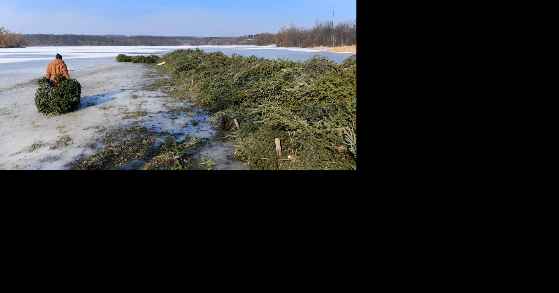 RBG looking for Christmas trees to help rebuild waterways