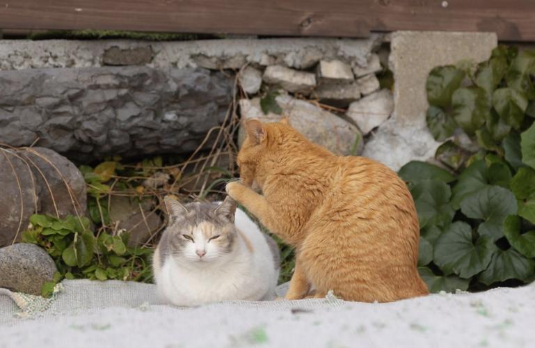 Comedy Pets announces global photo award finalists