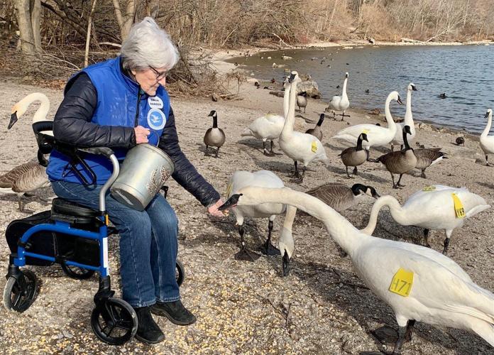 The Swan Lady of LaSalle