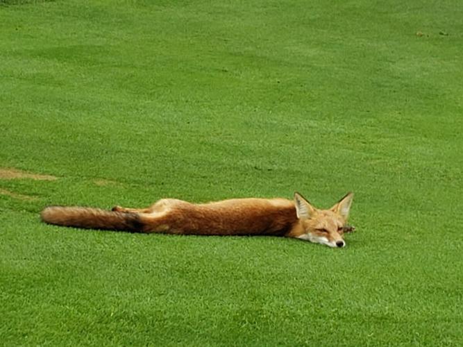 Wildlife abound at Whirlpool Golf Course BioBlitz