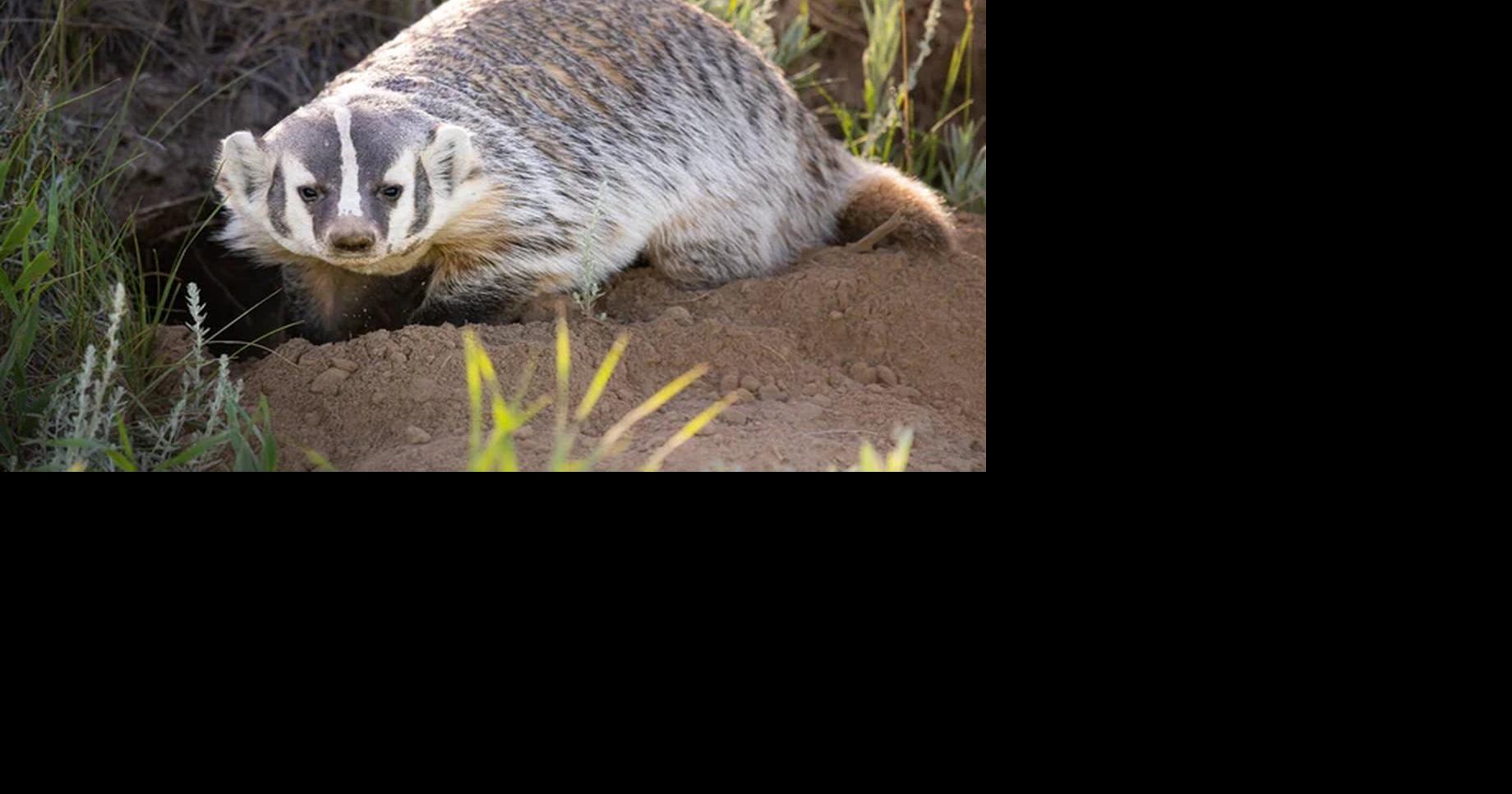 Trail cameras aiding in badger research efforts