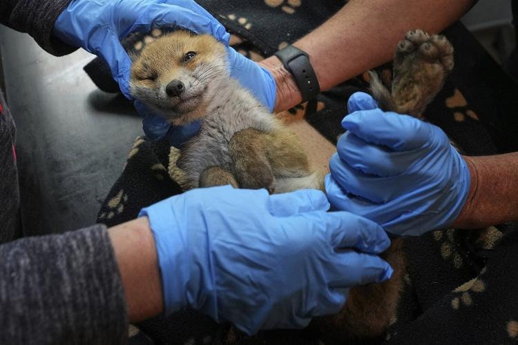 When a fox says ‘help’ in London, there’s often an ambulance on its way