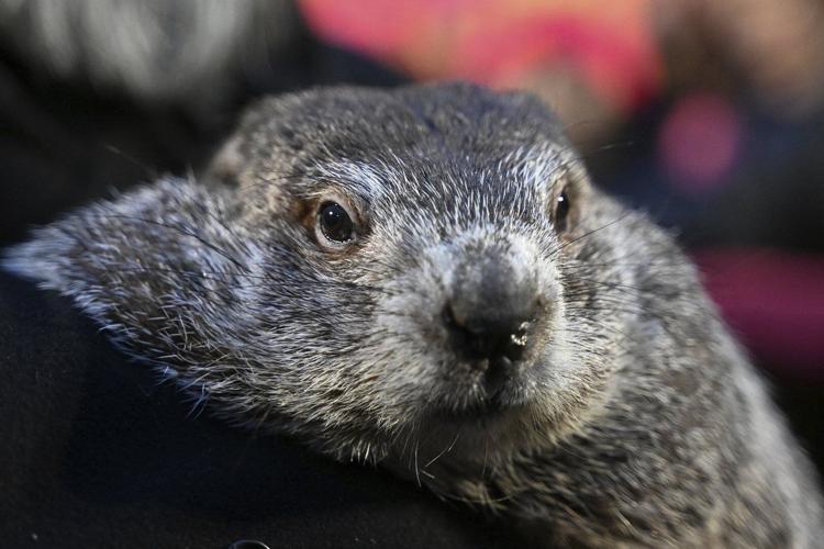 Beneath the surface, Groundhog Day's deep roots predate Punxsutawney Phil