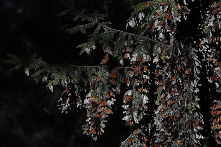 Monarch butterflies wintering in Mexico rebound this year