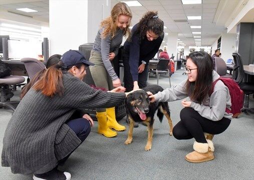 After working like a dog for four years at McMaster University, Liam ...