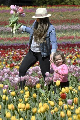 Tulips as far as the eye can see at Tasc U-Pick farm in Fenwick