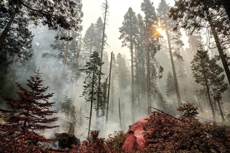 Grove of giant sequoia trees burns in California's Sierra National Forest