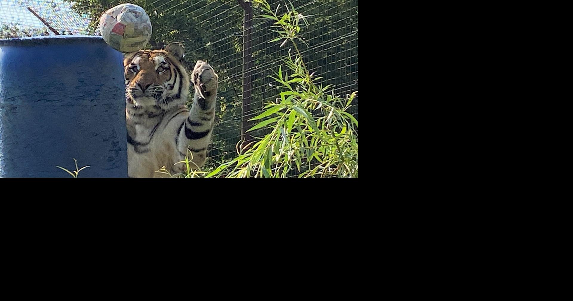 Lawsuits, online battles embroil family behind Brant zoo