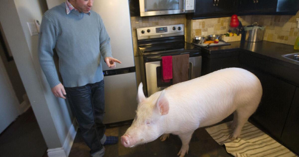 How a 400-pound ‘wonder’ pig changed a couple’s lives