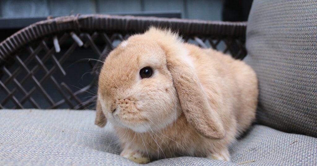Hamilton police investigating kidnapping Potato the Bunny
