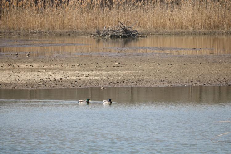 Standing up for Hamilton’s ‘ecological powerhouses’