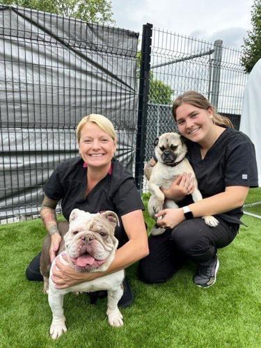 Hamilton/Burlington SPCA in need of foster homes for pets