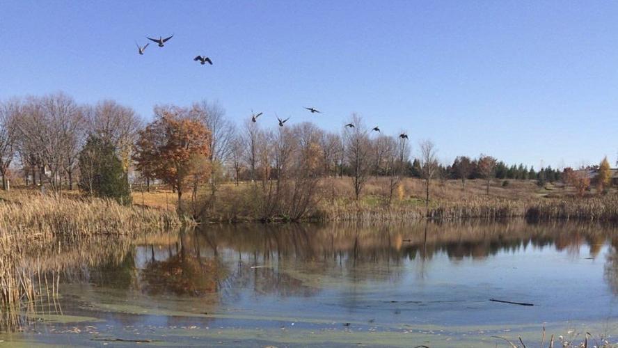 Wetlands in St. George a safe place for migratory ducks