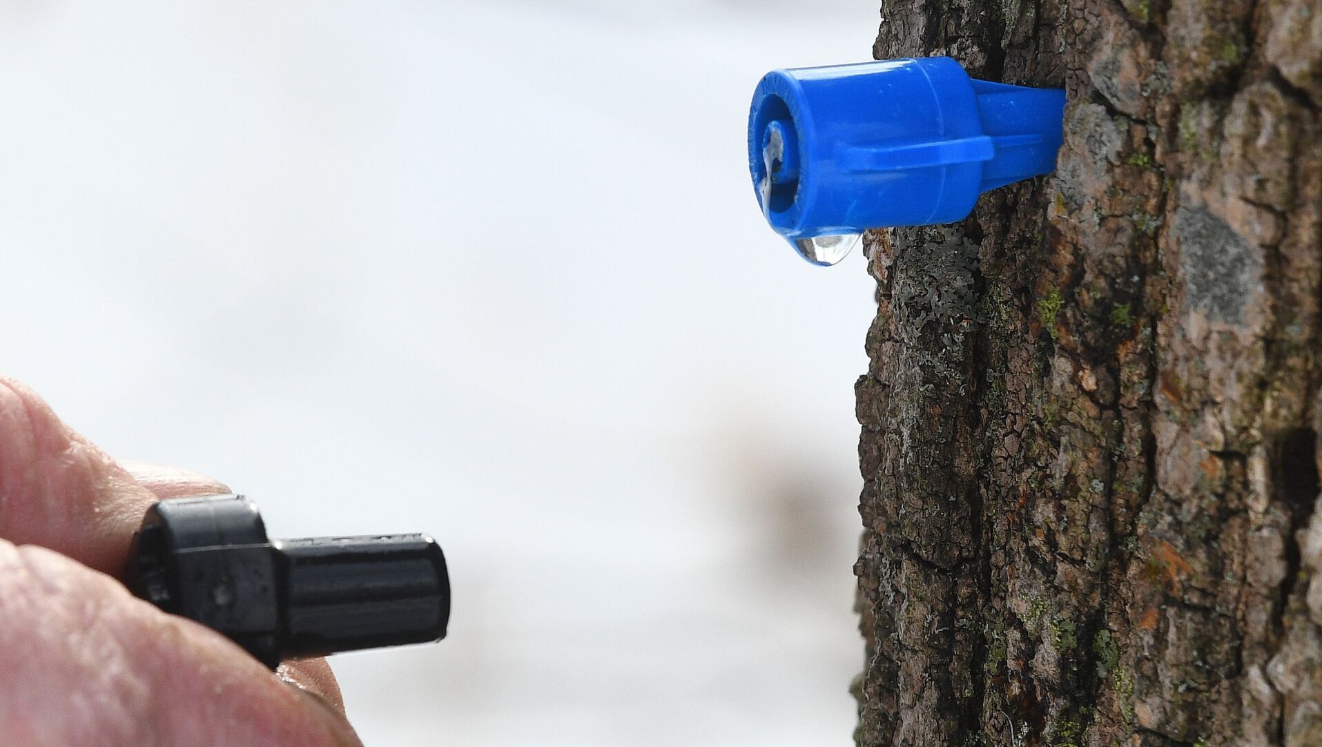 Hamilton maple syrup producers anticipate ‘very good year’