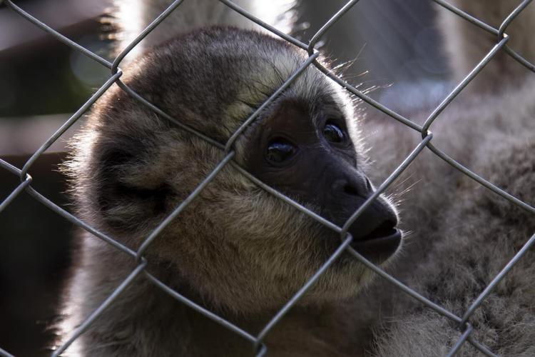 A scientist’s four-decade quest to save the biggest monkey in the Americas